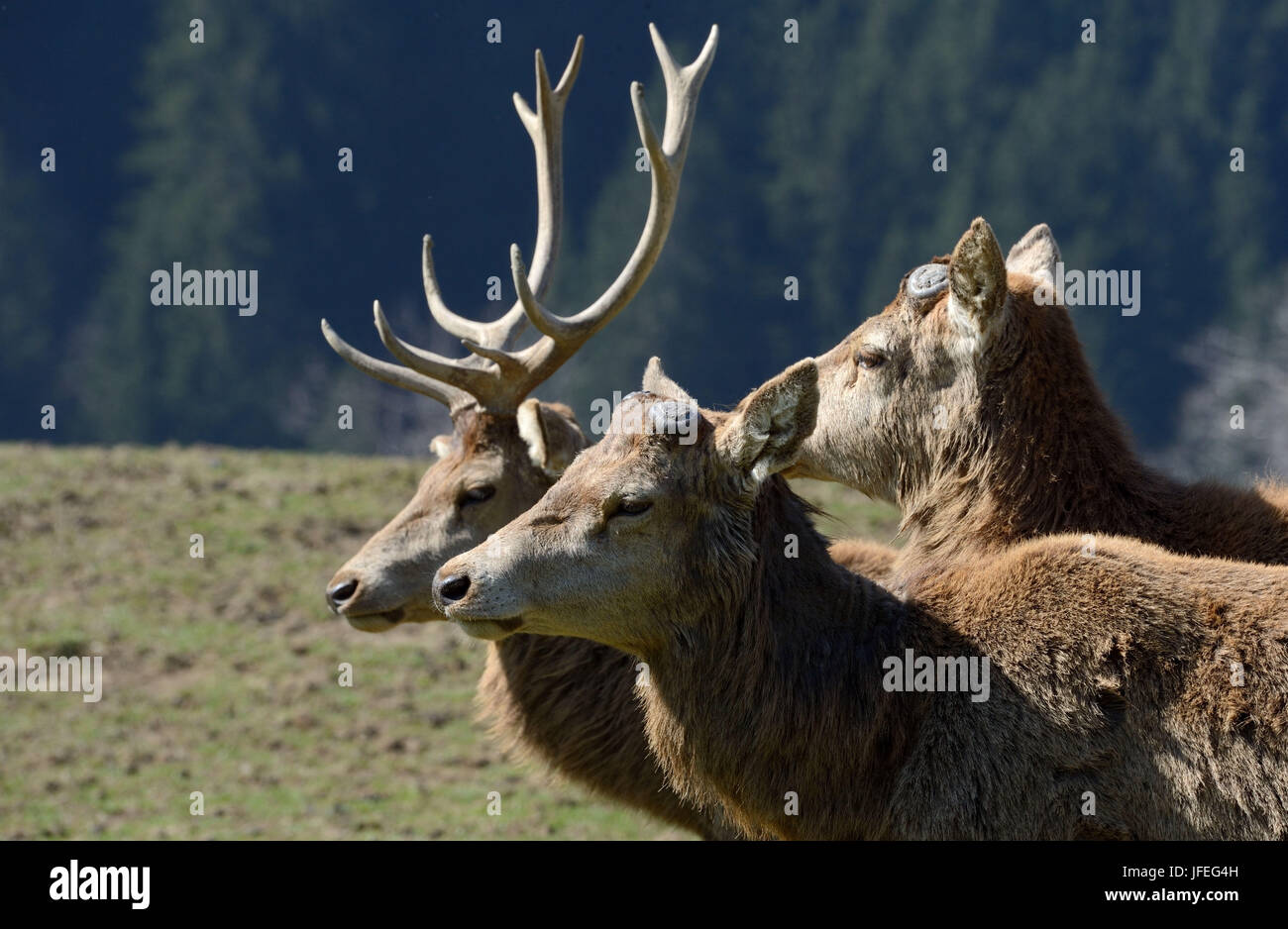 Rothirsche hi-res stock photography and images - Alamy