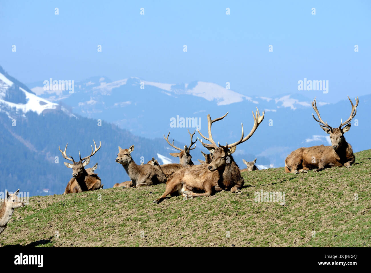 Rothirsch sommer hi-res stock photography and images - Alamy