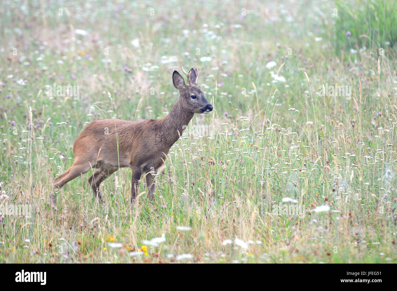 Rehbock sommer hi-res stock photography and images - Alamy