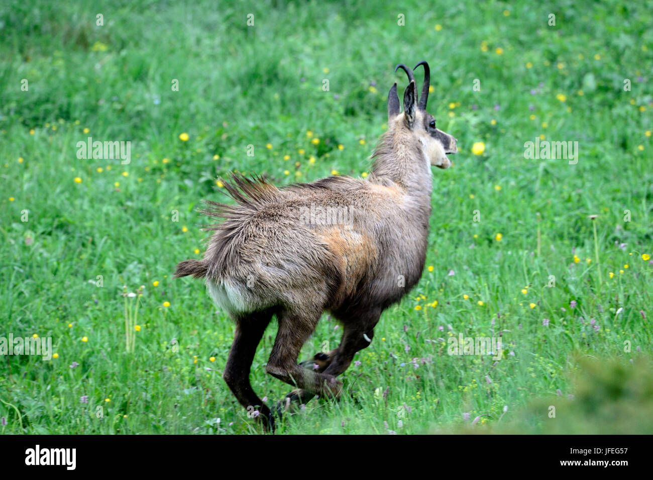 Gemse Stock Photo - Alamy