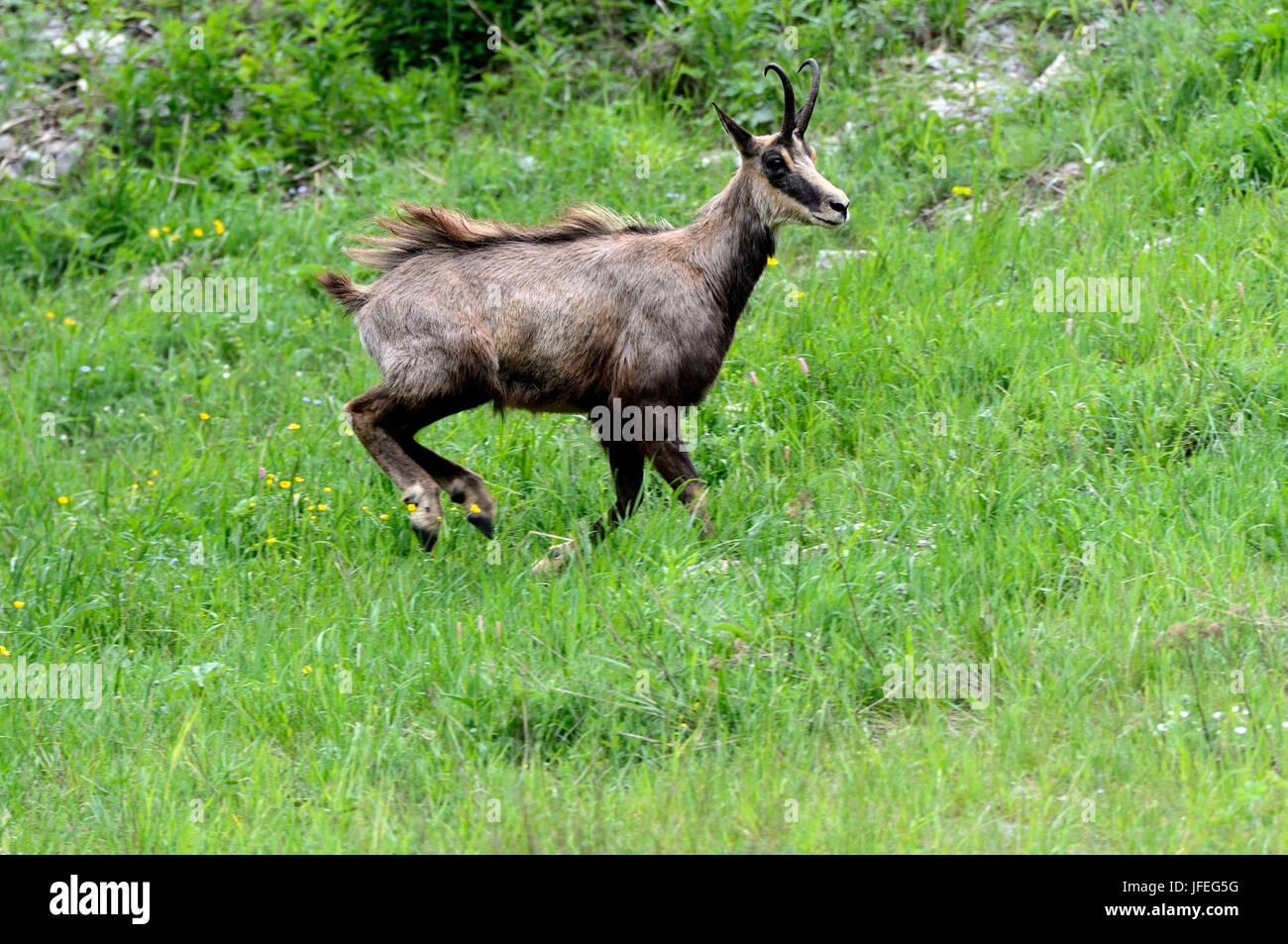 Gemse Stock Photo - Alamy