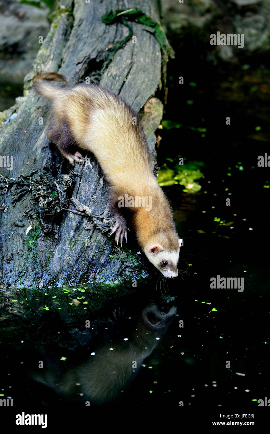 Iltisse hi-res stock photography and images - Alamy