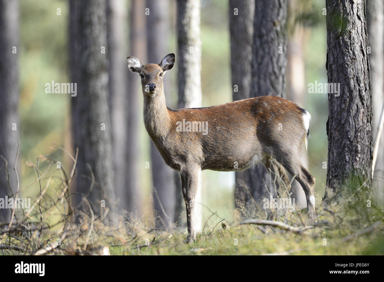 Tiere im wald hi-res stock photography and images - Alamy