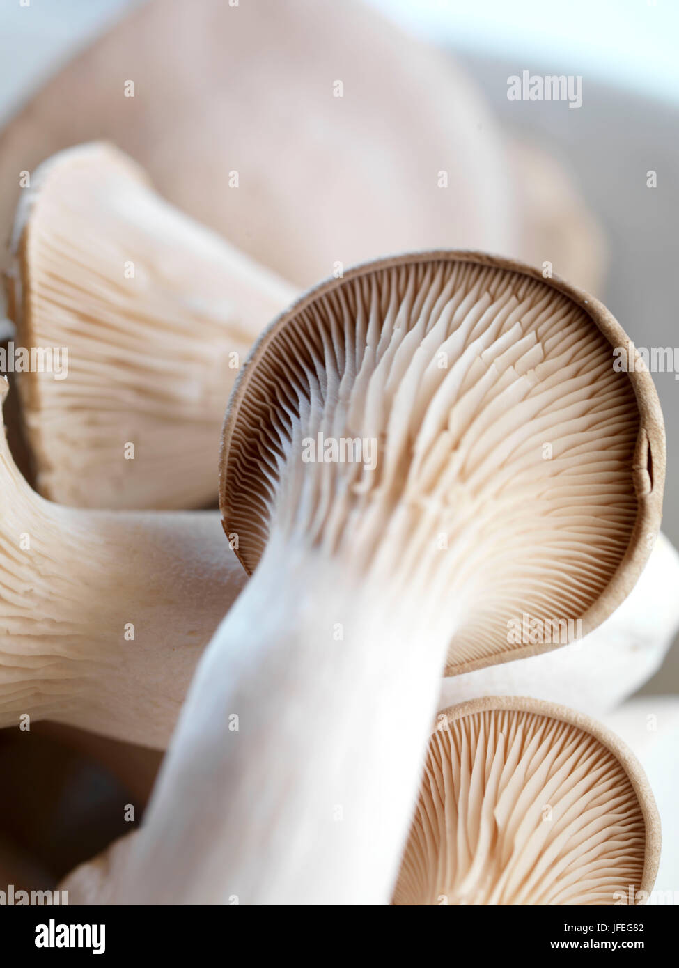 Shimeji pilze hi-res stock photography and images - Alamy