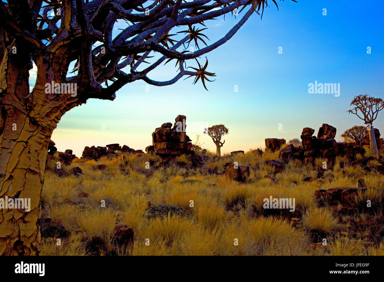 Afrika, s?dliches Afrika, Namibia, Karas Region, Sukkulente, K?cherbaum ...