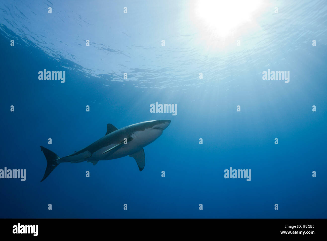 Guadalupe mexico great white sharks hi-res stock photography and images ...