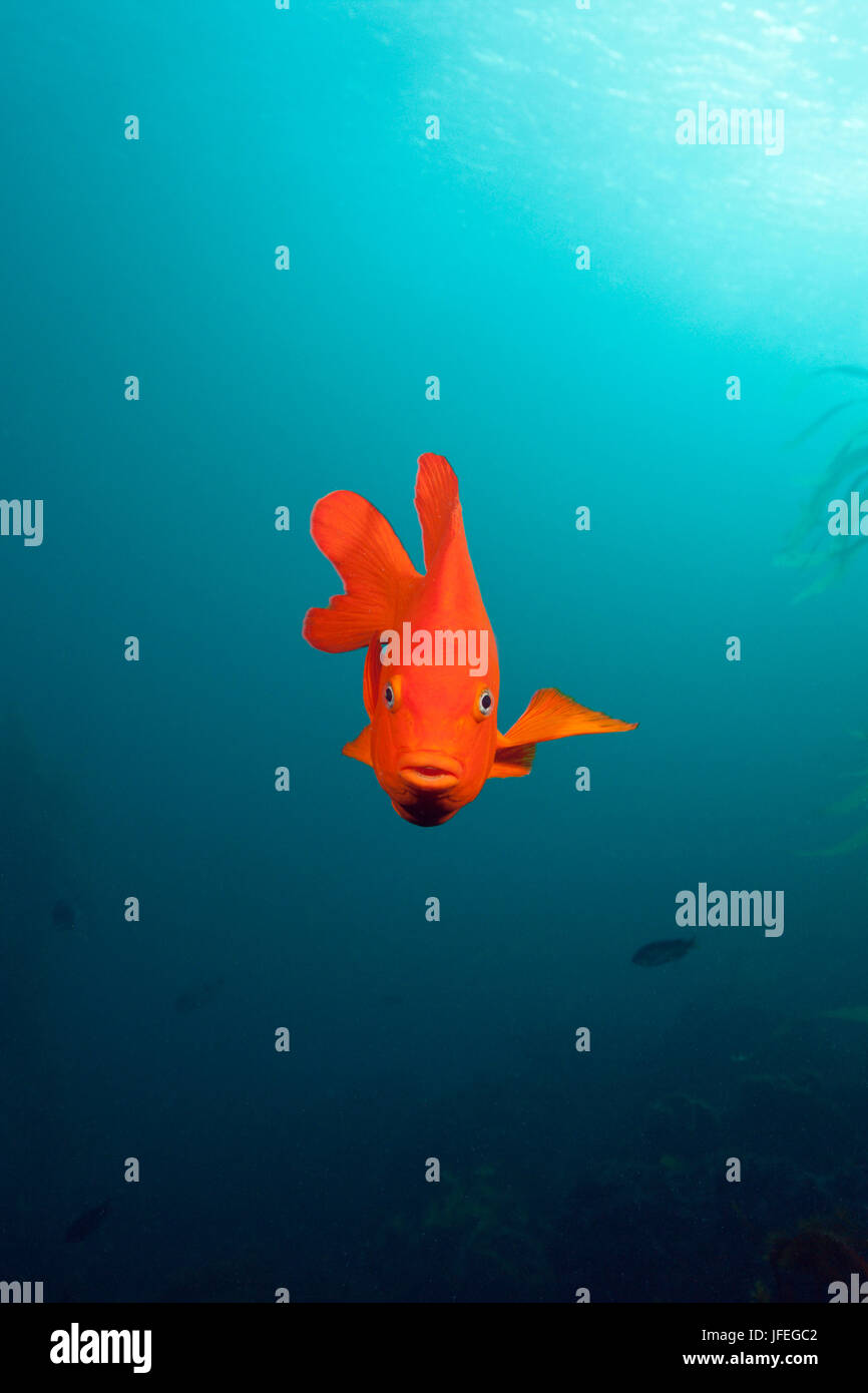 Garibaldi damsel fish, Hypsypops rubicundus, San Benito Island, Mexico ...