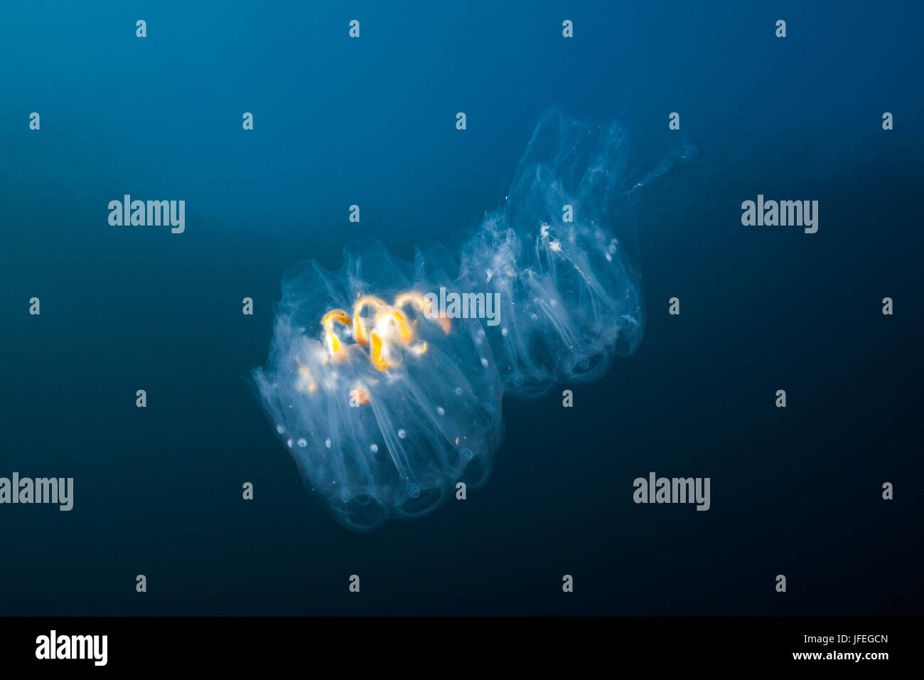 Thaliacea hi-res stock photography and images - Alamy