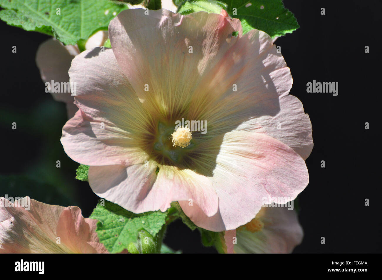 Flora, floor rose, blossom, pink-coloured Stock Photo - Alamy