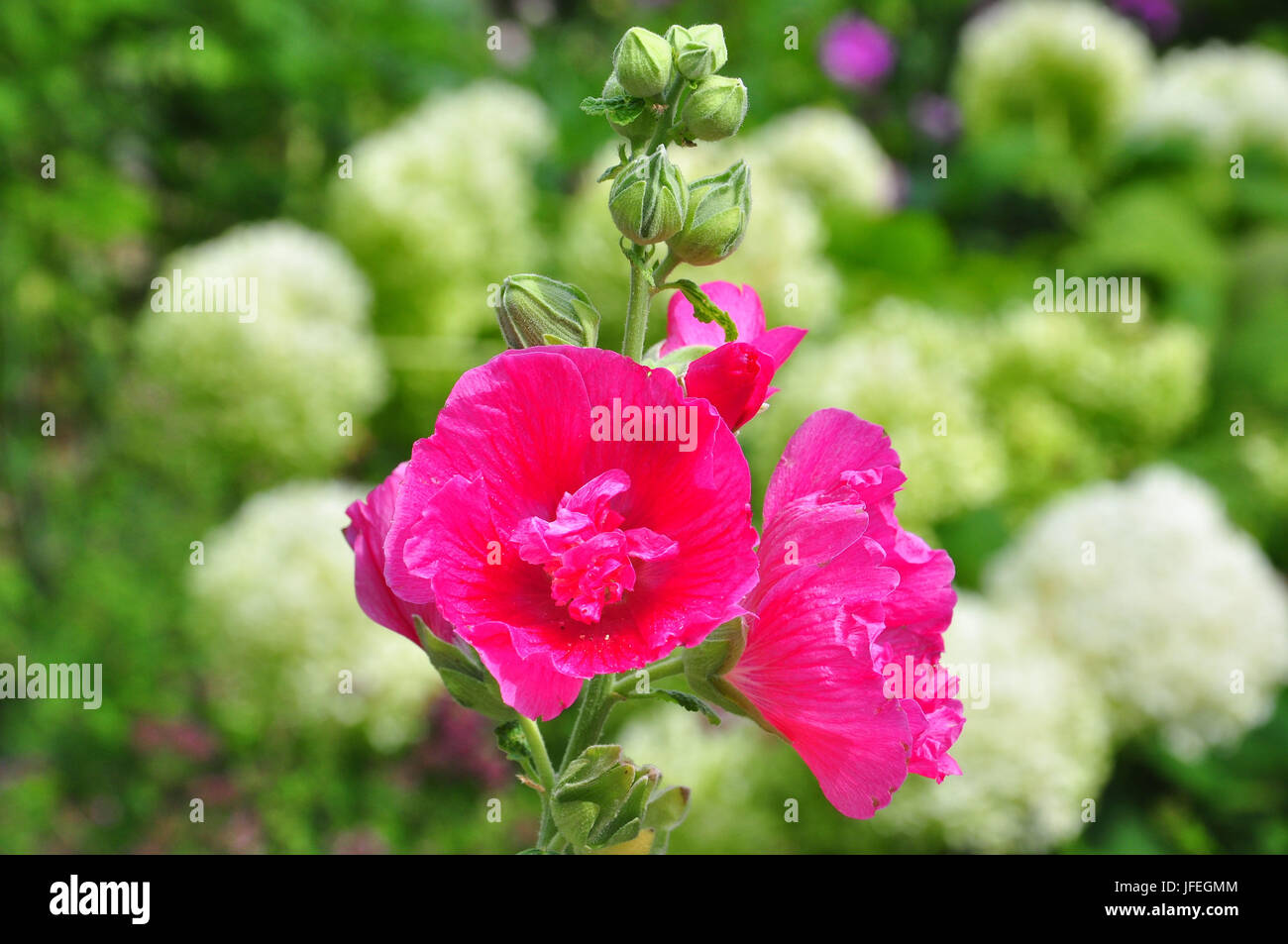 Flora, cottage gardens, floor rose Stock Photo - Alamy