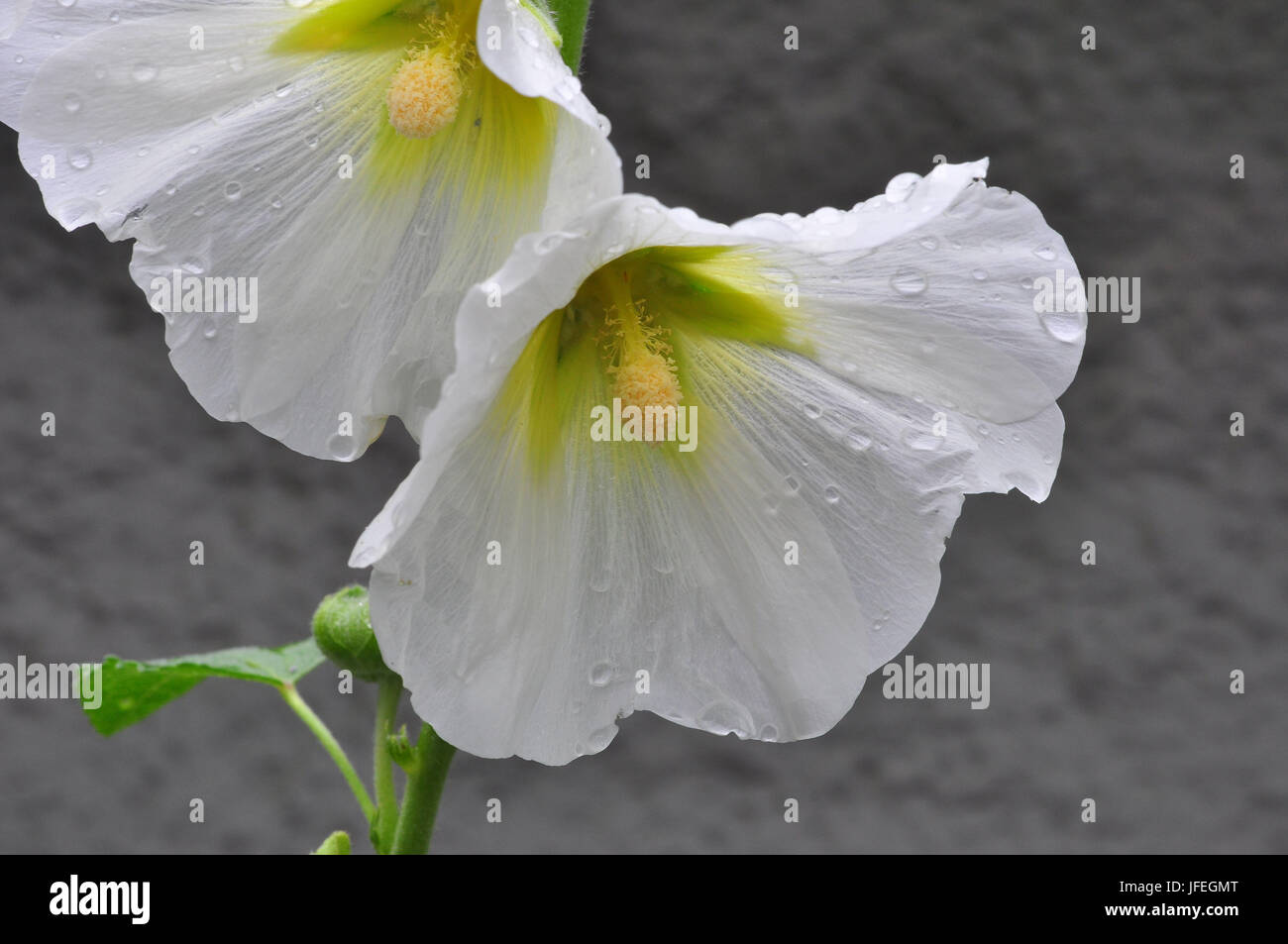 Flora, floor rose, blossoms, white Stock Photo - Alamy