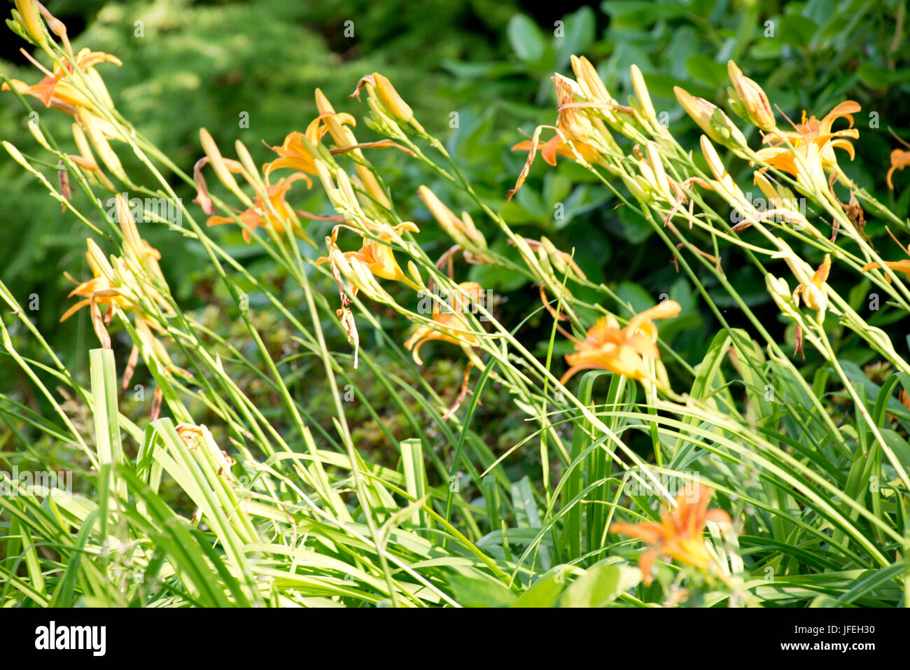 Fire lilies hi-res stock photography and images - Alamy