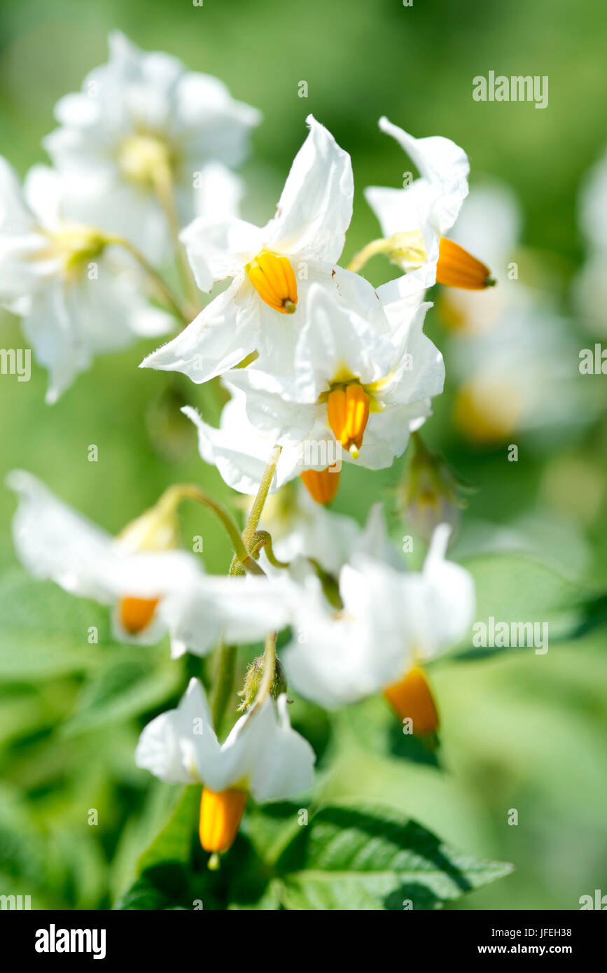 Potato plant blossom hi-res stock photography and images - Alamy