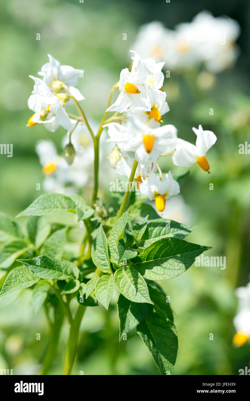 Potato plant blossom hi-res stock photography and images - Alamy