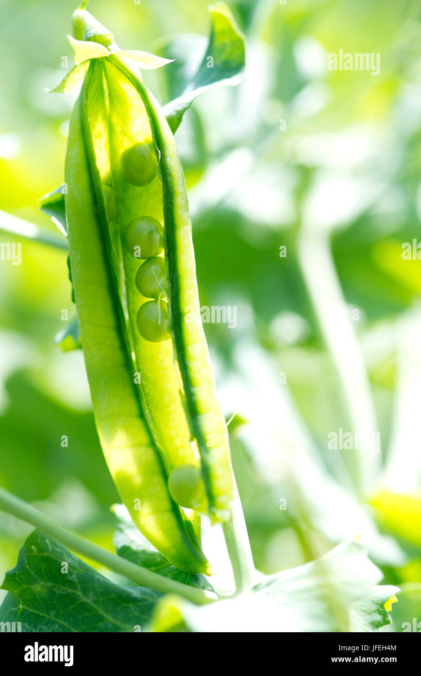 Pea freshness hi-res stock photography and images - Alamy