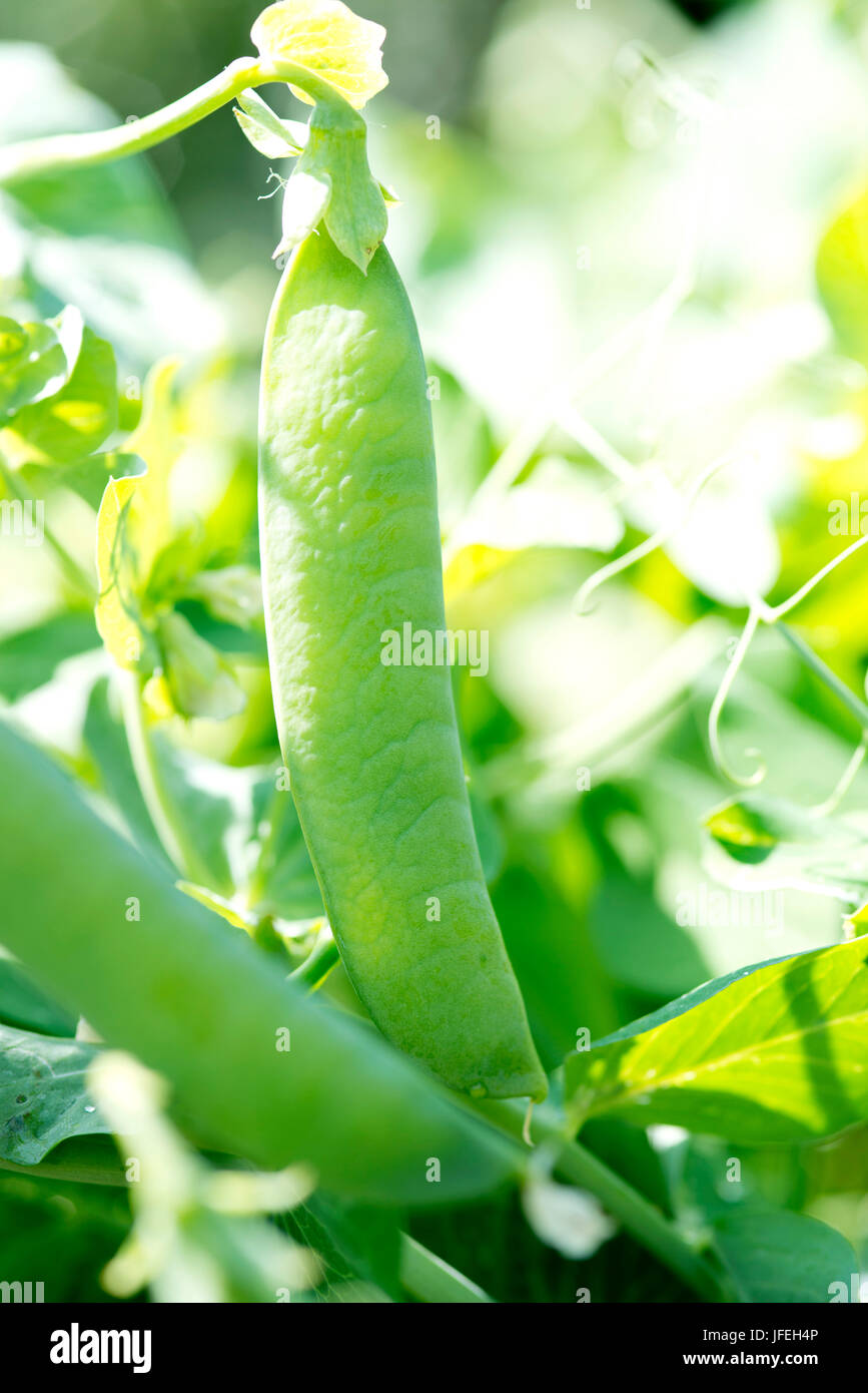 Pea picking hi-res stock photography and images - Alamy