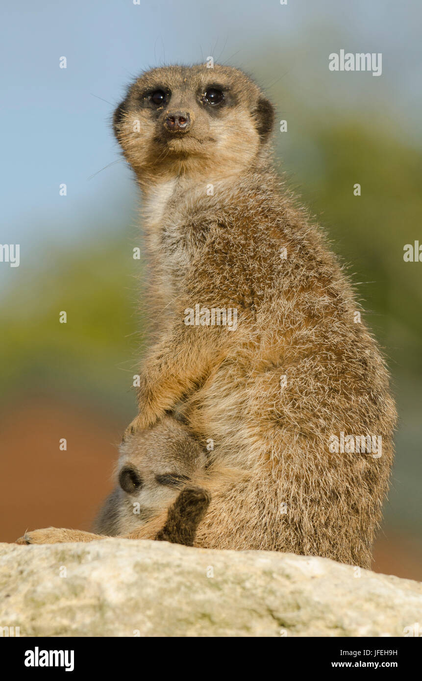 Meercats Sitting on Rocks Stock Photo - Alamy