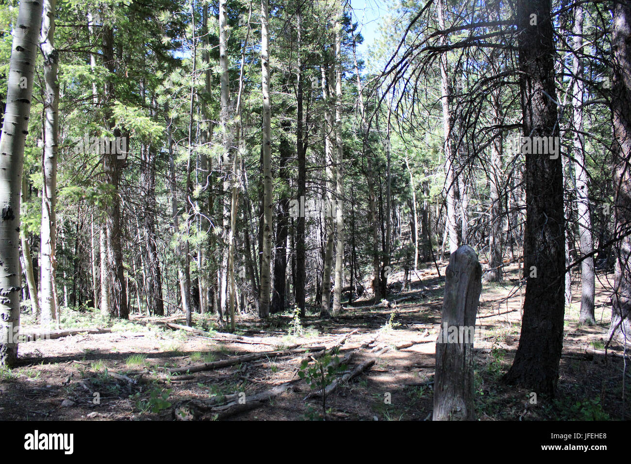 A very small clearing in a huge forest that seems to go on forever ...