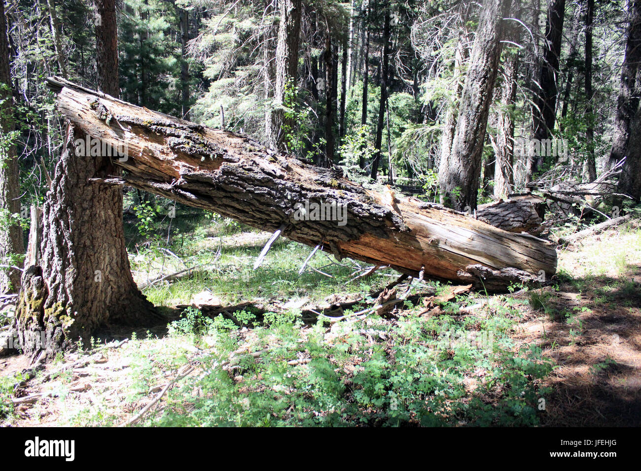 a log is stuck on a tree, and partly up in the air Stock Photo - Alamy