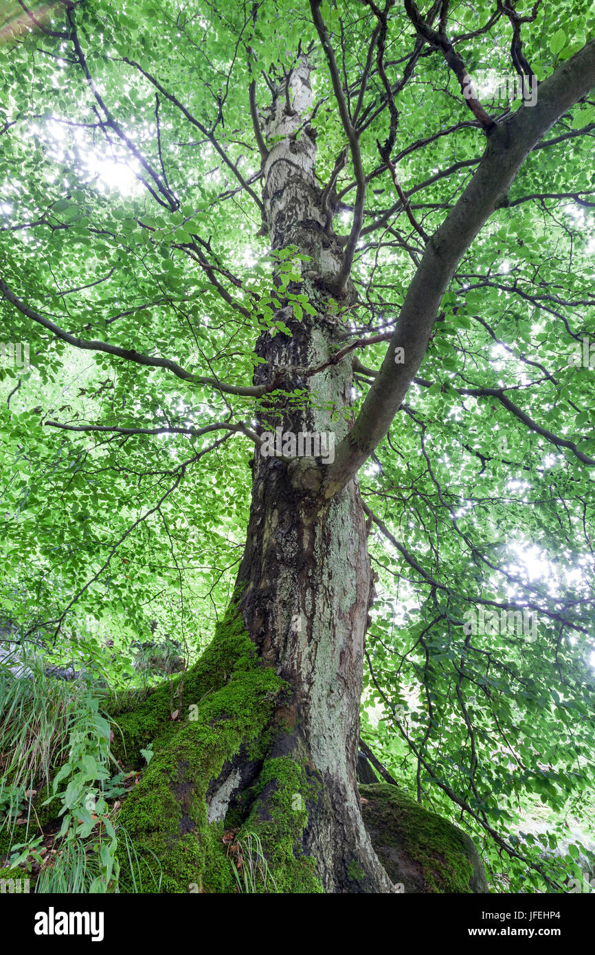 beech in summer Stock Photo - Alamy