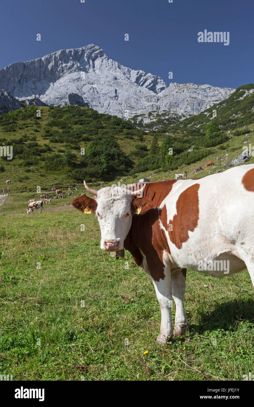 Alpspitze In Front Of Garmisch Partenkirchen High Resolution Stock ...