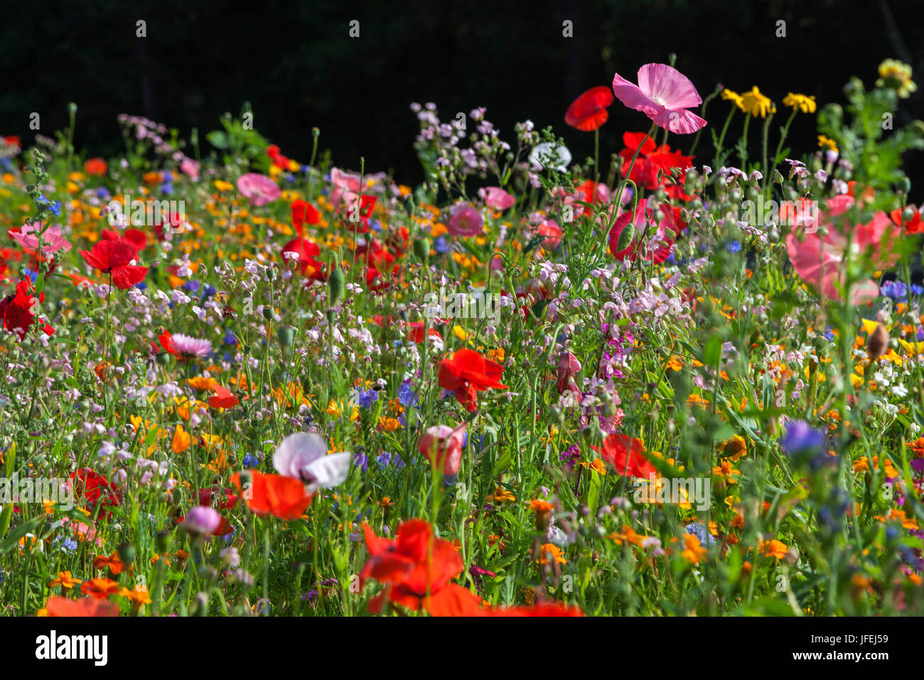 Flower meadow in summer Stock Photo - Alamy