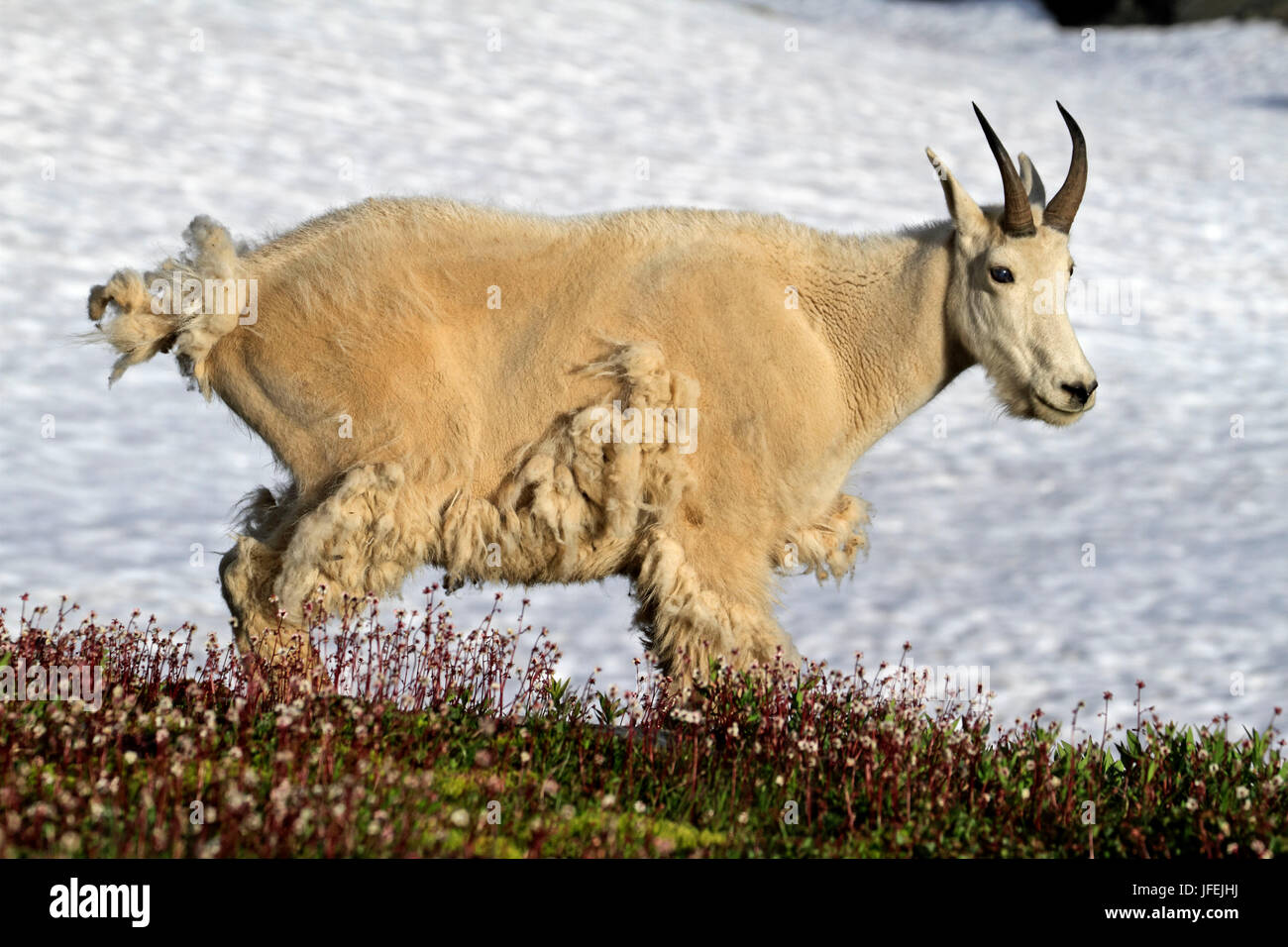America goat hi-res stock photography and images - Alamy