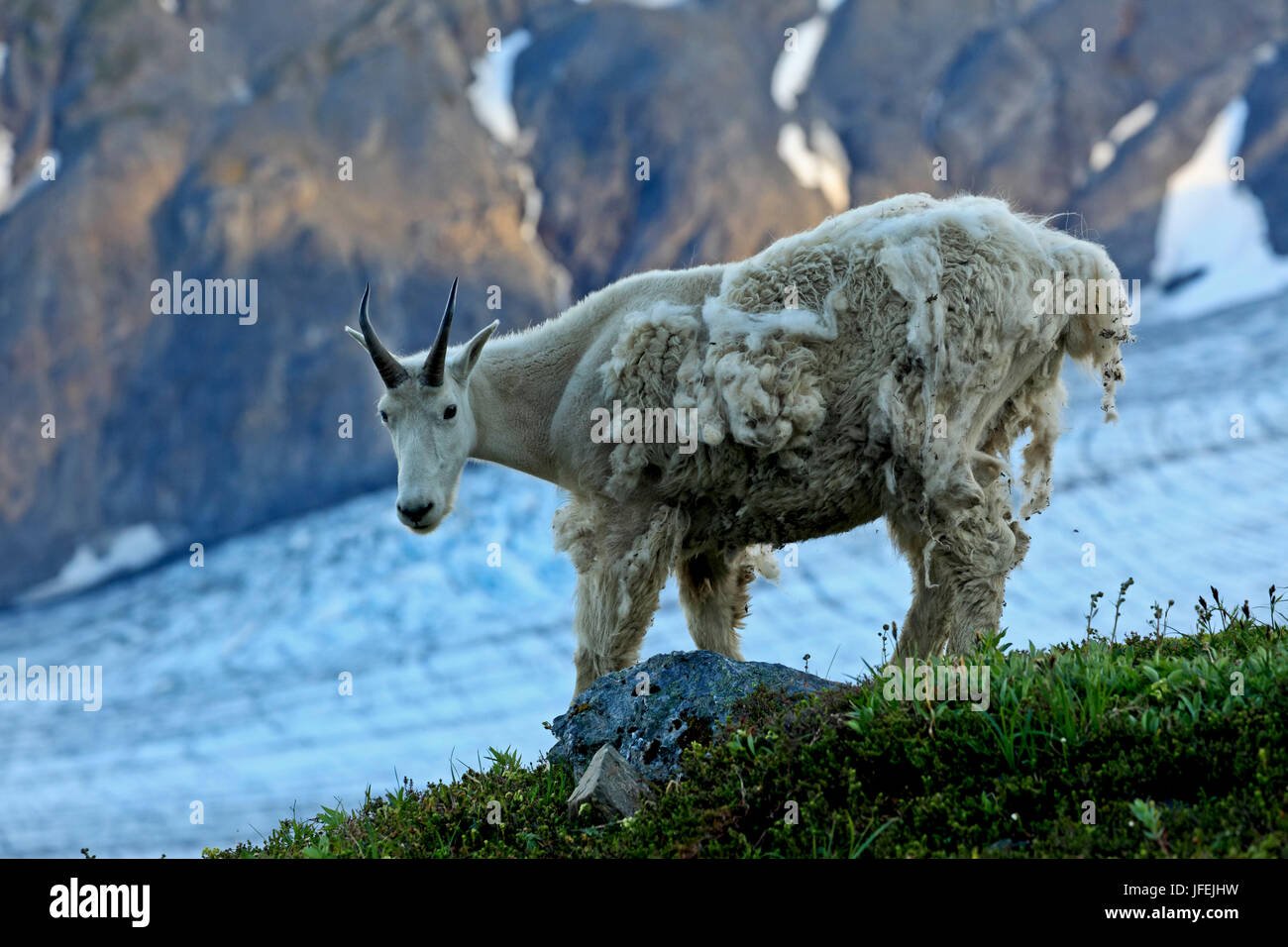 America goat hi-res stock photography and images - Alamy