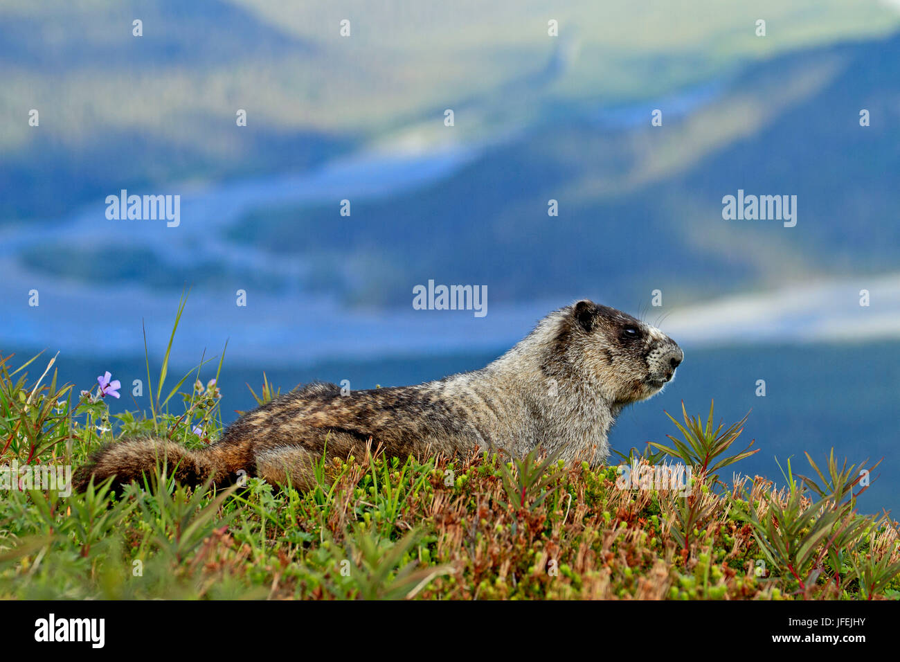 Alaska ice hi-res stock photography and images - Alamy