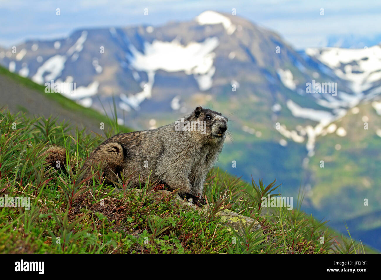 North America, the USA, Alaska, ice-grey groundhog Stock Photo - Alamy
