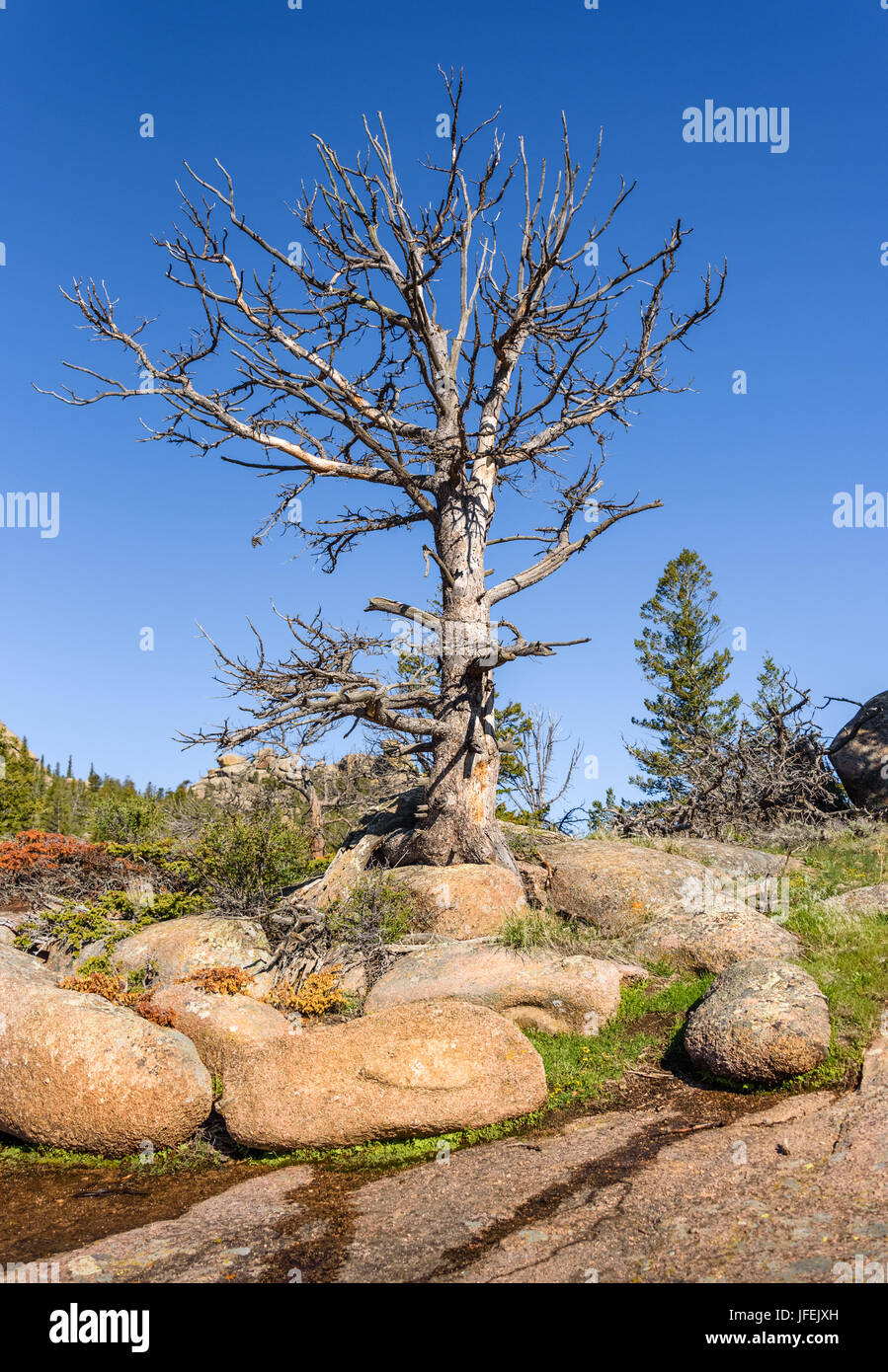Giant, solitary dead tree on rocks, high altitude in the mountain woods ...