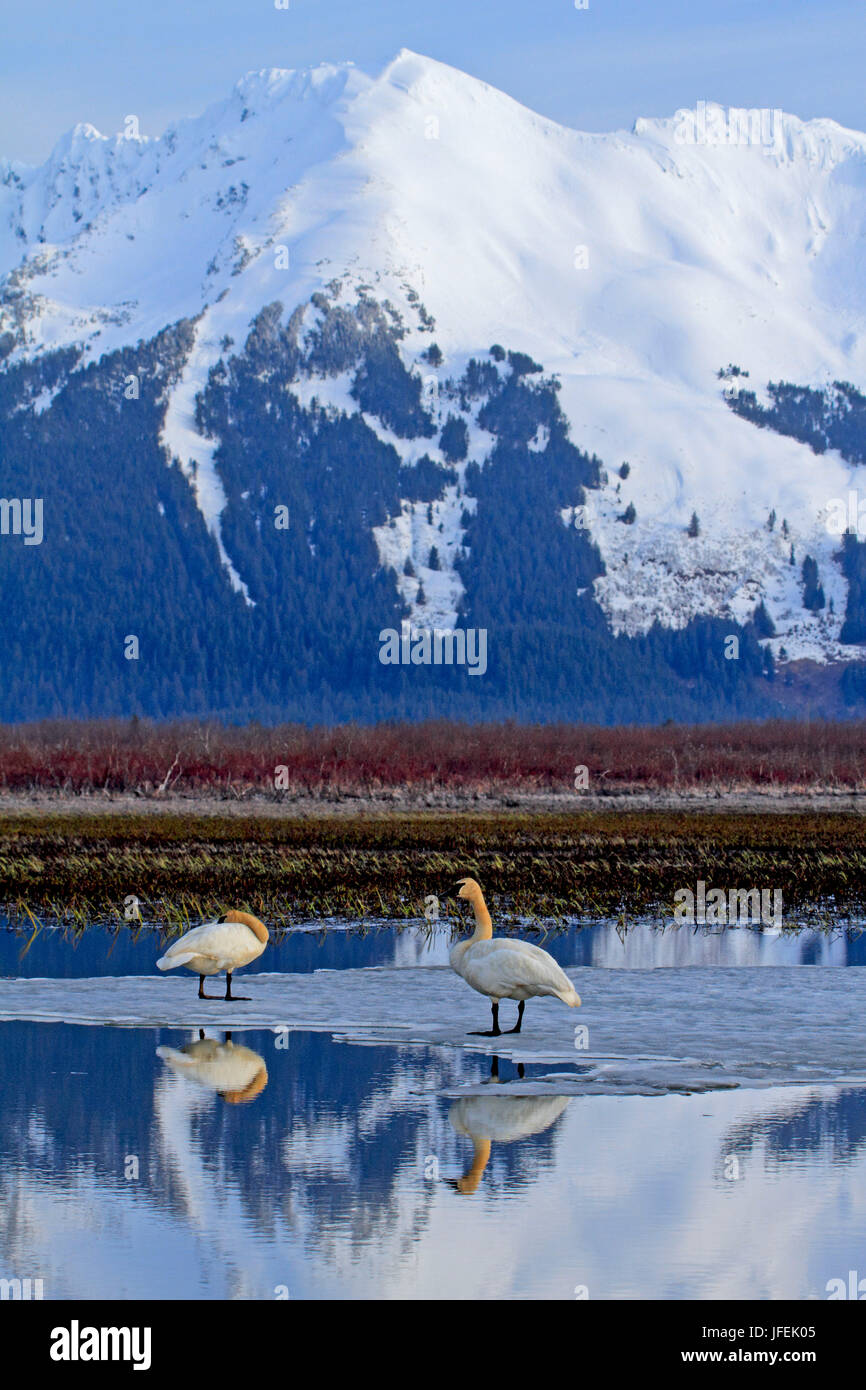 North America, the USA, Alaska, two trumpet player's swans Stock Photo ...