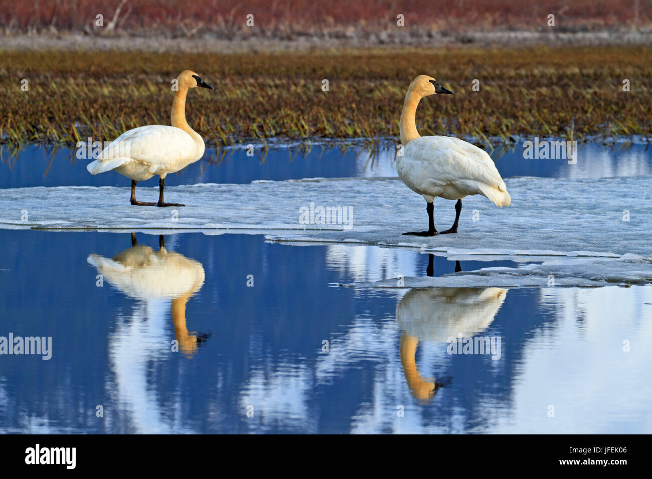 Two trumpet players swans hi-res stock photography and images - Alamy