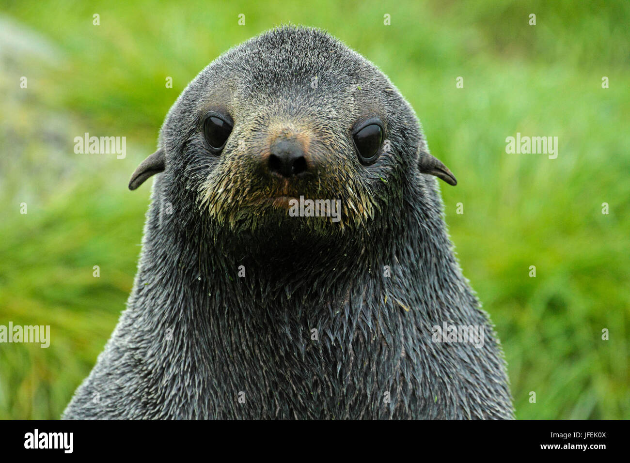 North America, the USA, Alaska, northern sea bear Stock Photo - Alamy