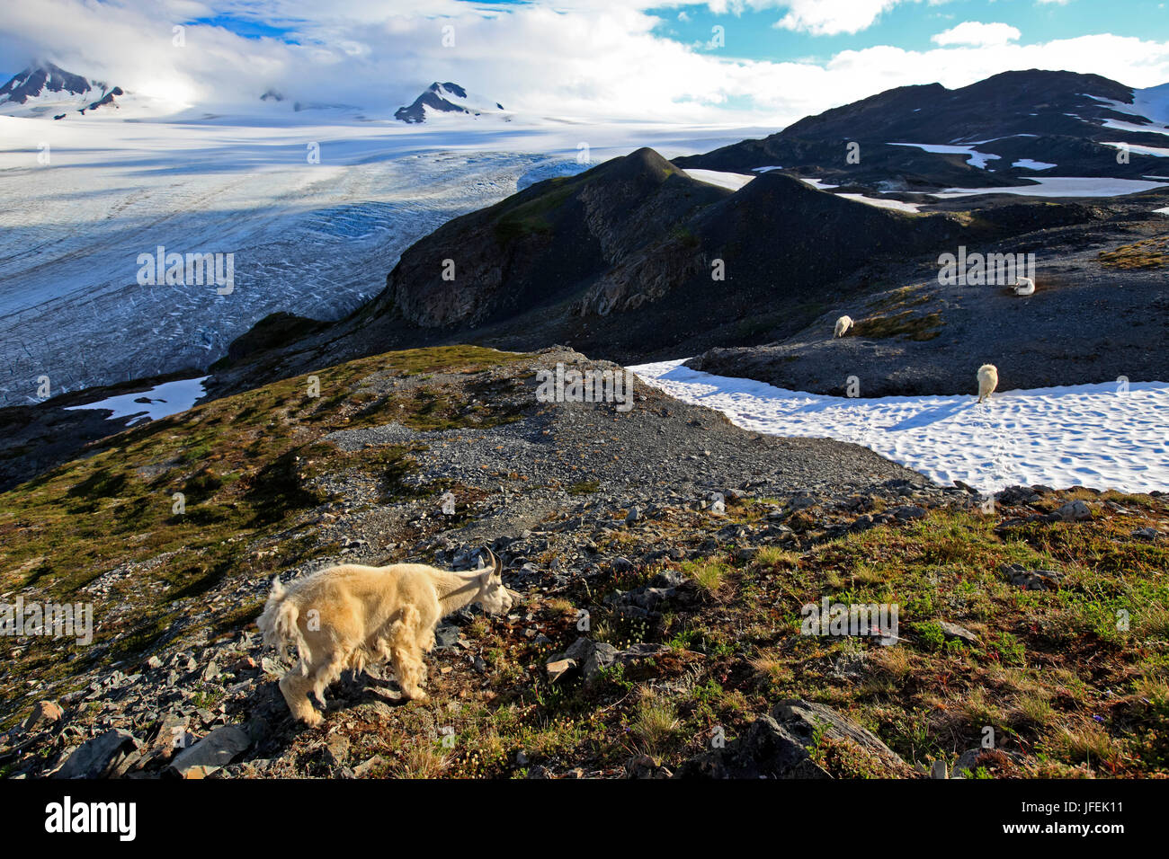North America, the USA, Alaska, snow goats Stock Photo - Alamy