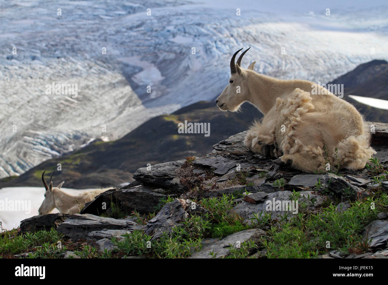 Goat goats america hi-res stock photography and images - Alamy