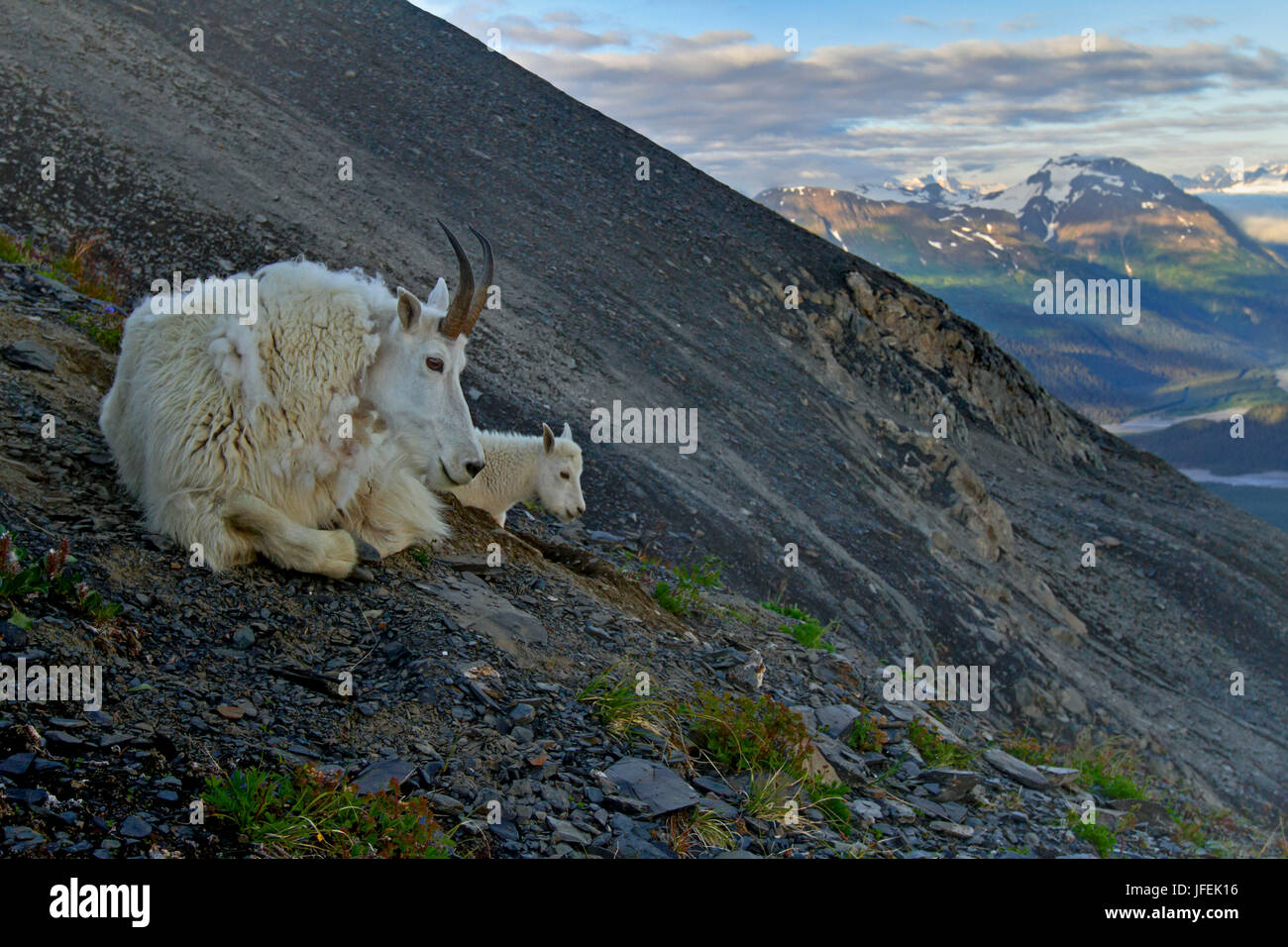 North America, the USA, Alaska, snow goats Stock Photo - Alamy