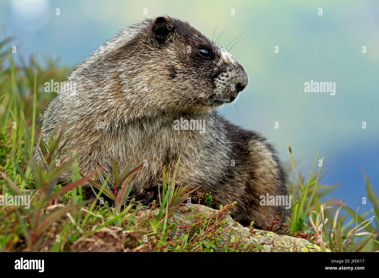 North America, the USA, Alaska, ice-grey groundhog Stock Photo - Alamy
