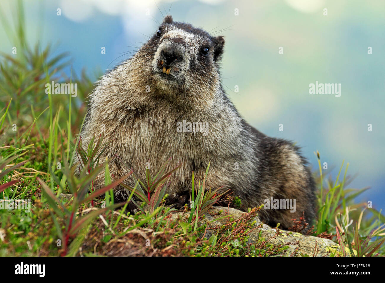 Groundhog hi-res stock photography and images - Alamy
