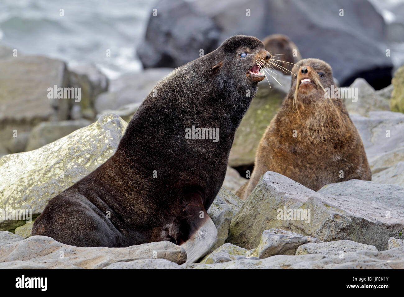 Northern bear hi-res stock photography and images - Alamy