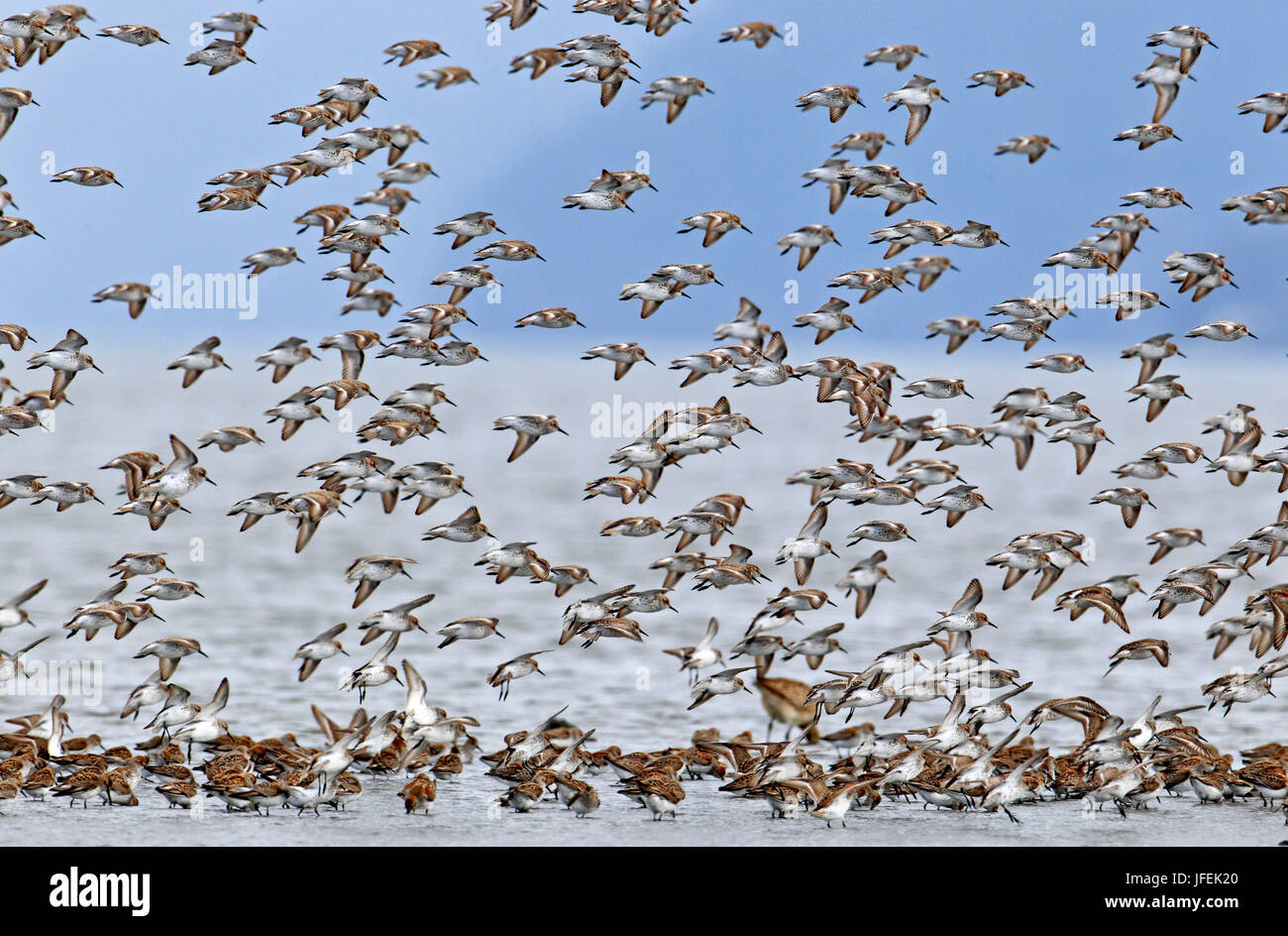 North America, the USA, Alaska, Prince William Sound, Copper River ...