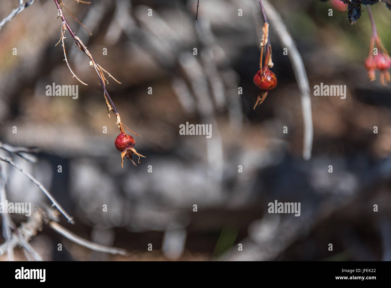 Wild dog rose bud berry on a branch, natural blurry blurred background ...
