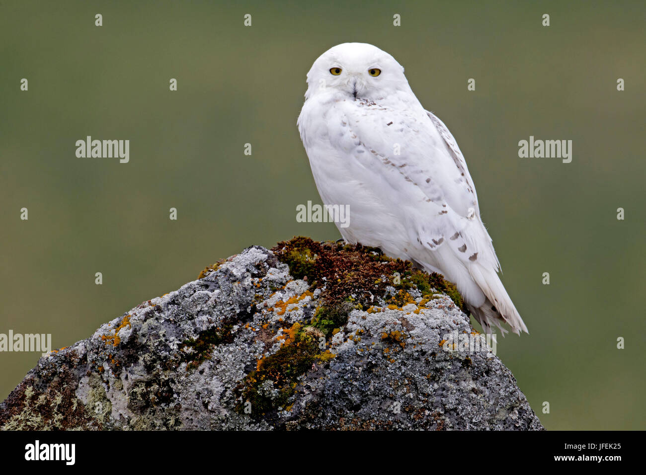 North America, the USA, Alaska, snow owl Stock Photo - Alamy