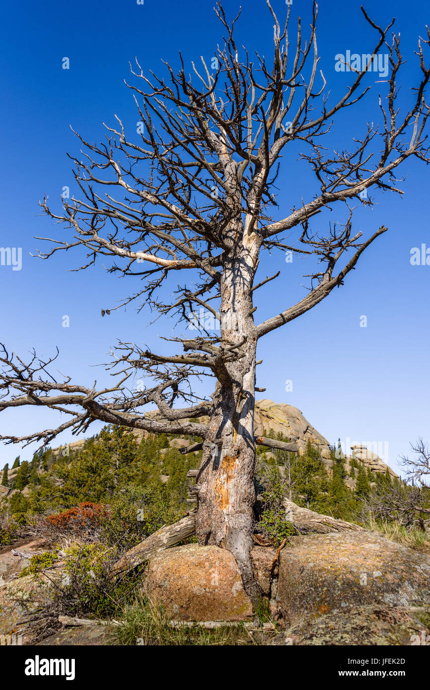 Closeup of a giant dead tree on rocks, high altitude in the mountain ...