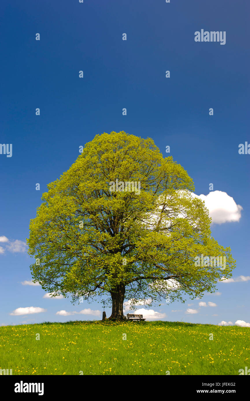 Broad-leaved tree, lime-tree in the spring Stock Photo - Alamy
