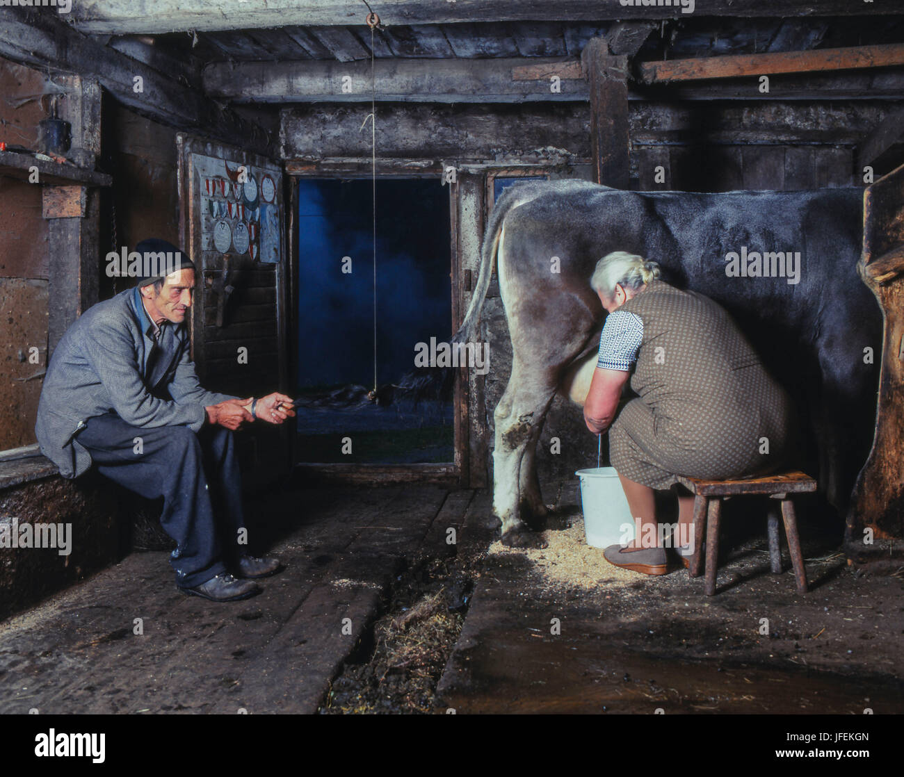 Farmer and farm-hand milk a cow in the old stable of a mountain farm ...