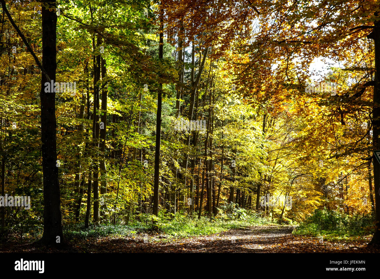 Coloured deciduous forest in autumn Stock Photo - Alamy