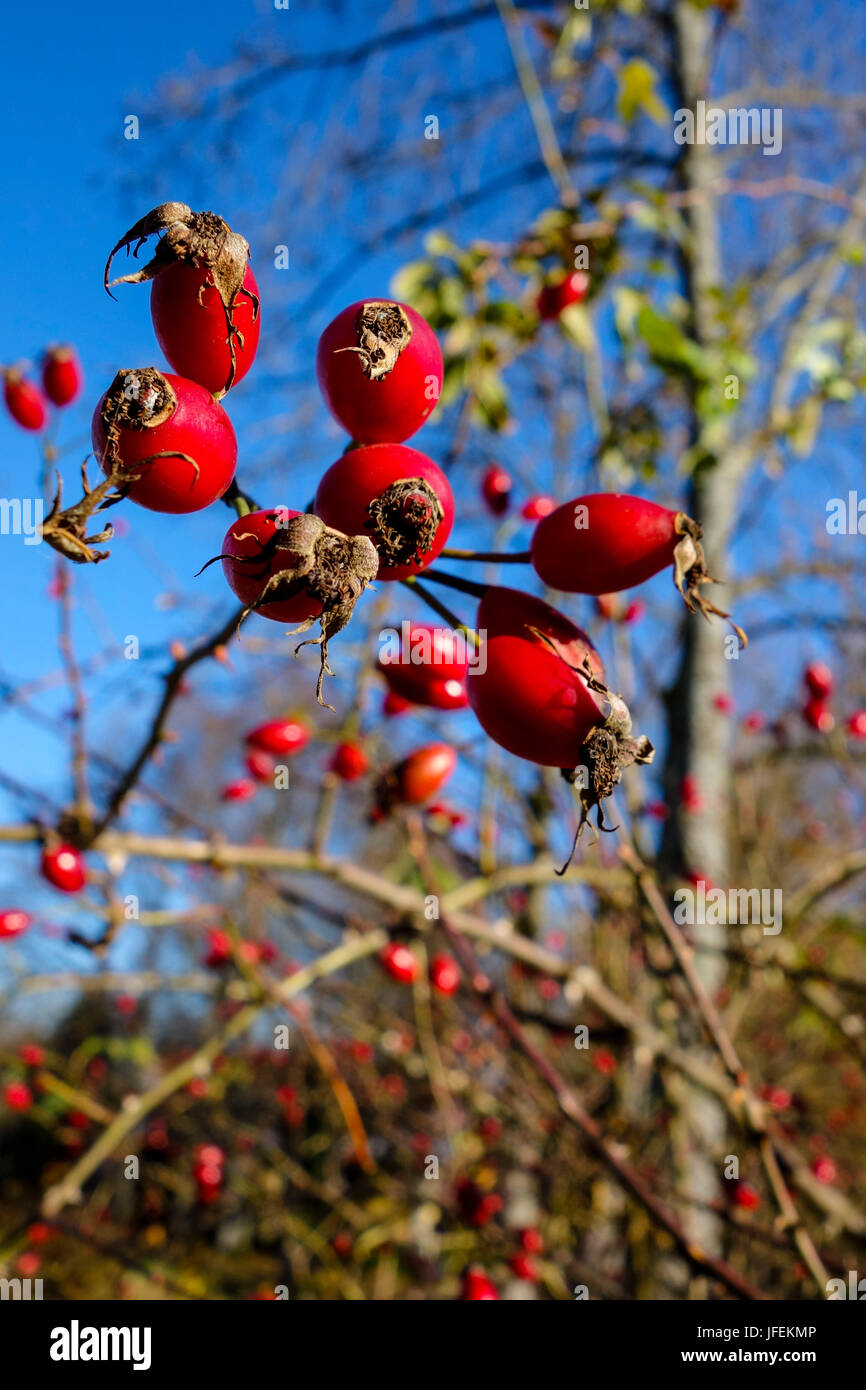 Red rose hips hi-res stock photography and images - Alamy