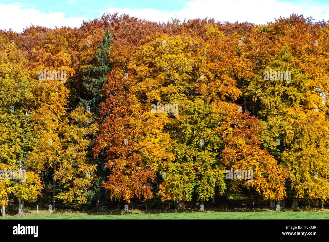 Coloured deciduous forest in autumn Stock Photo - Alamy