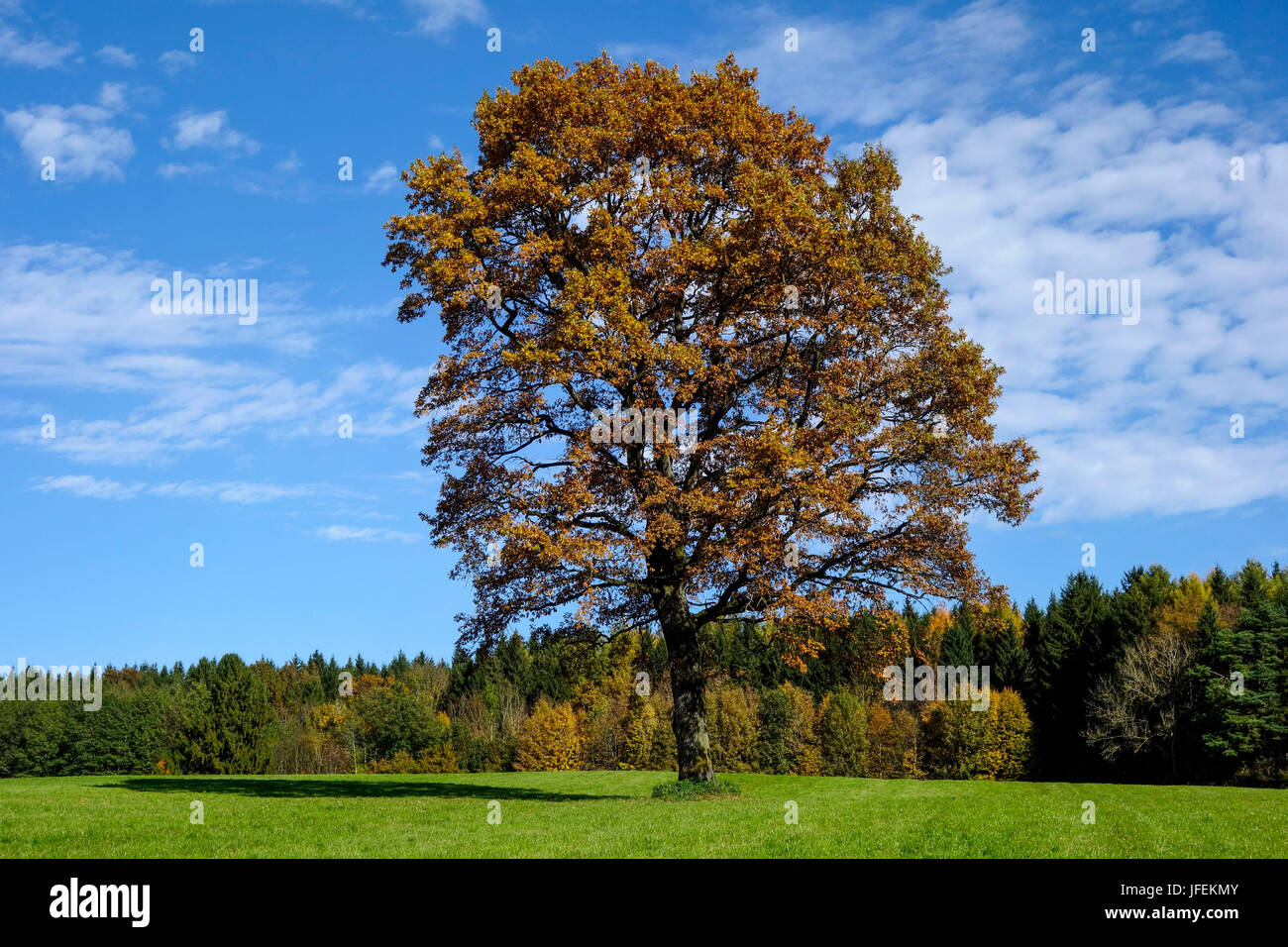 Single tree, oak in autumn Stock Photo - Alamy